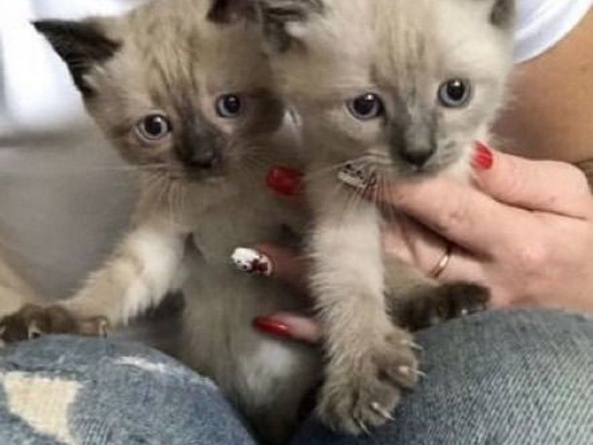 Тайские котята