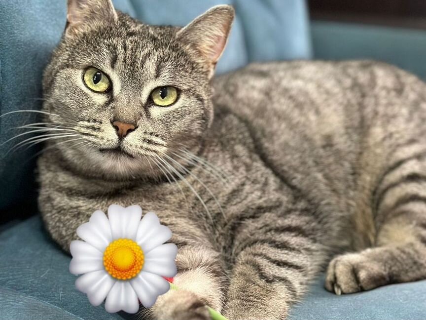 Кошечка веста, 2.5 г. стерилизована, серый окрас