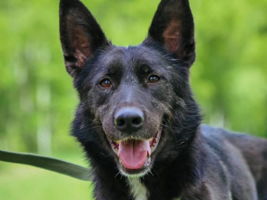 Собака в добрые руки