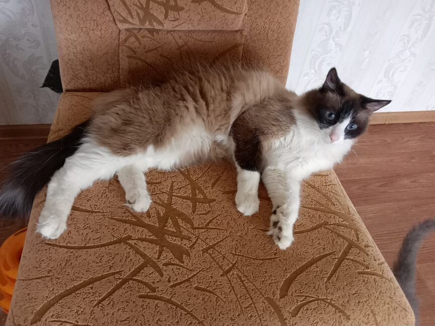 Кошка Иззи (Изольда)