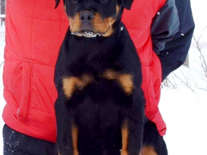 Щенки ротвейлера