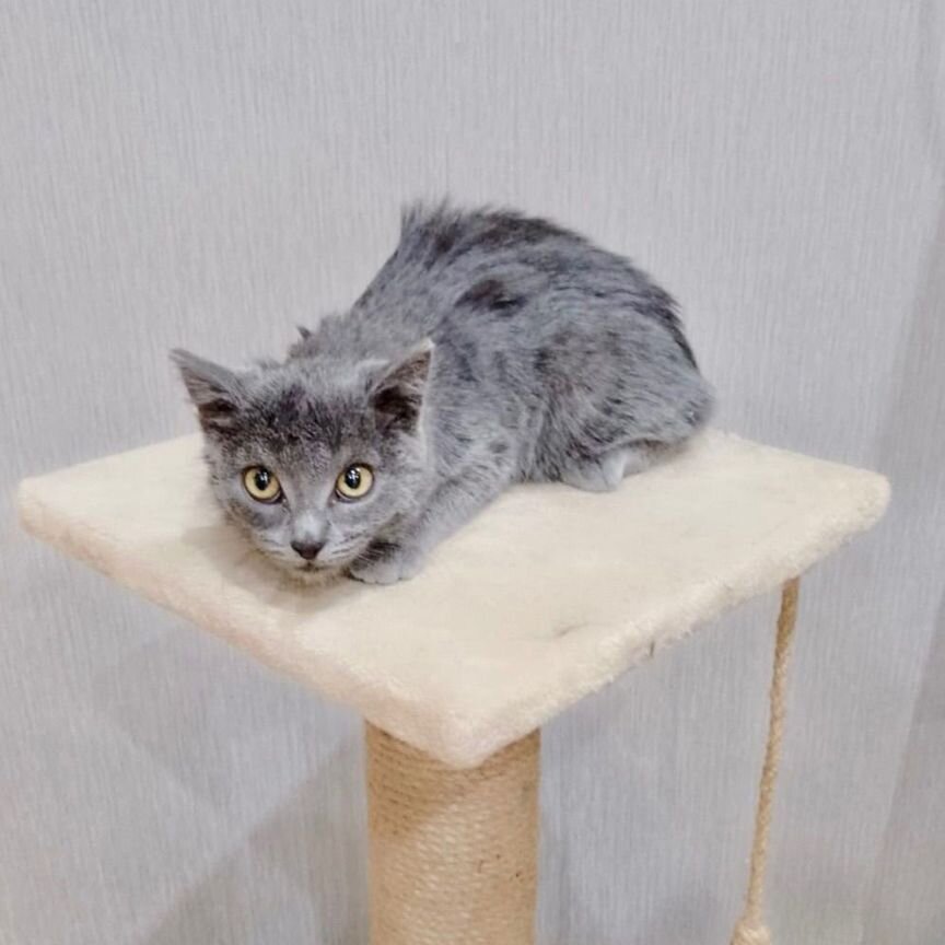 Серебристая малышка ищет хозяев