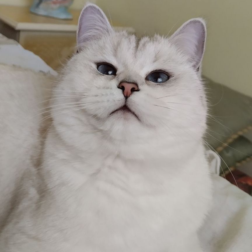 Британский короткошёрстный, взрослый кот