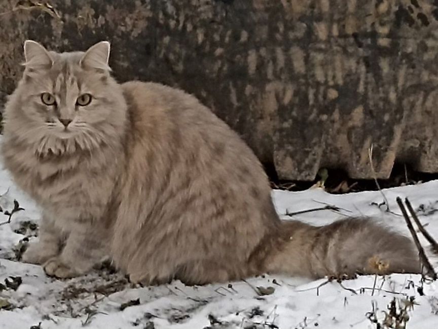 Фиона, пушистая молодая кошка