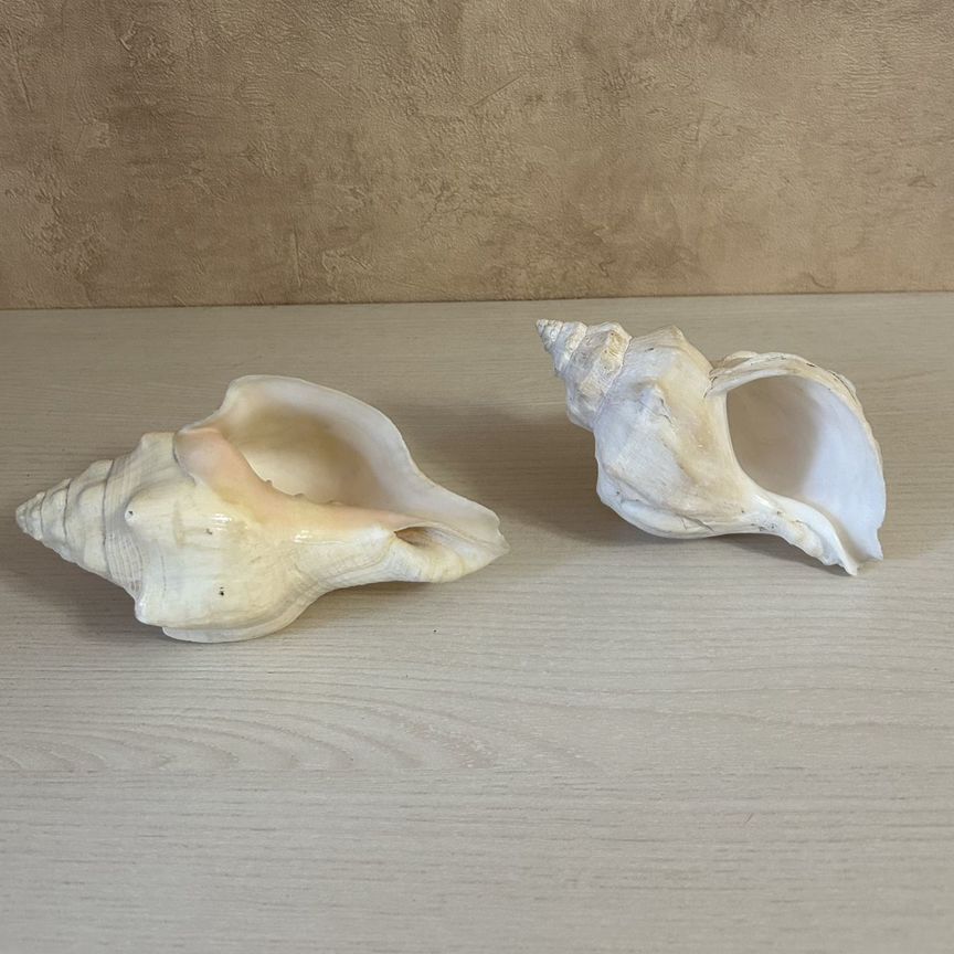 Морские ракушки