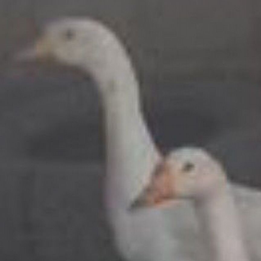 Гусь домашний