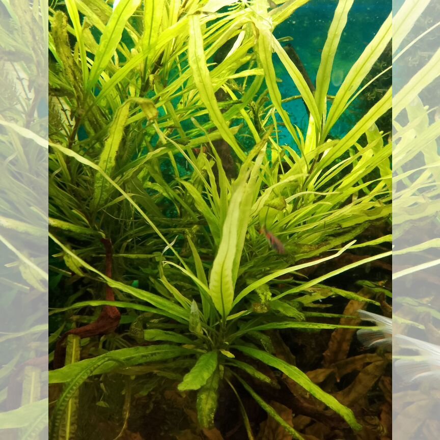 Аквариумное растение. Гигиофила Иволистная