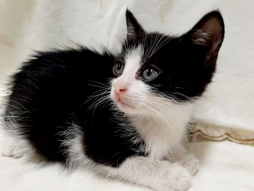 Котенок Маркизик 2 мес