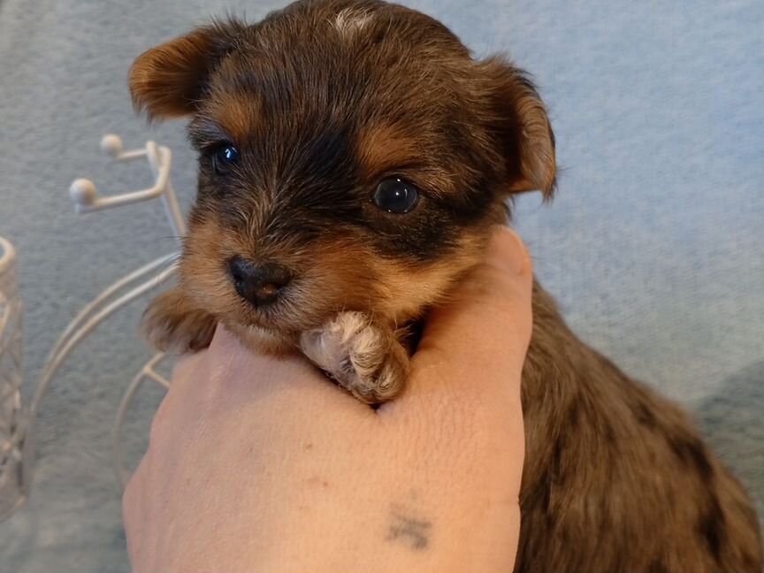 Цветной малыш