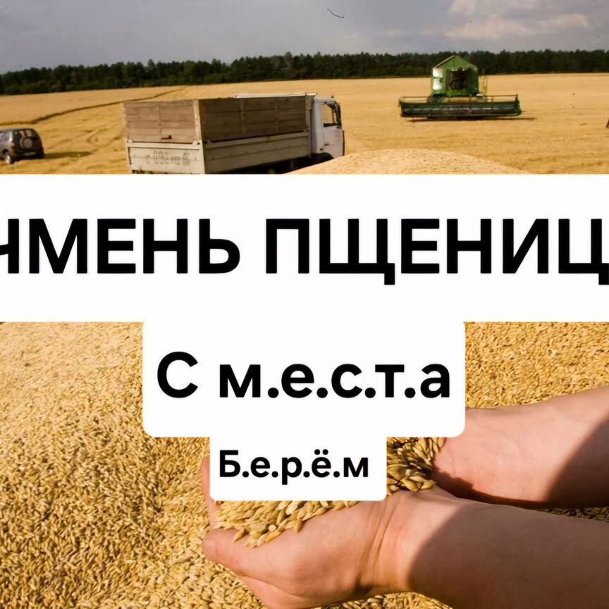 Ячмень пщеница зерно