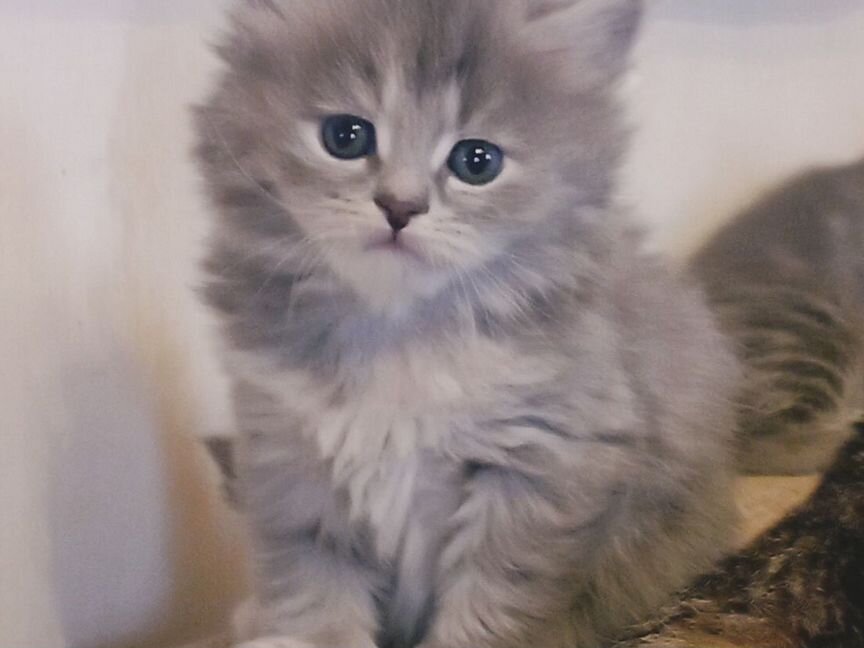 Котятки от британки