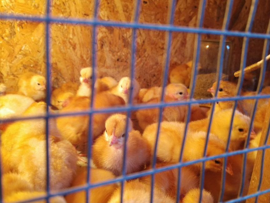 Цыплята бройлеры
