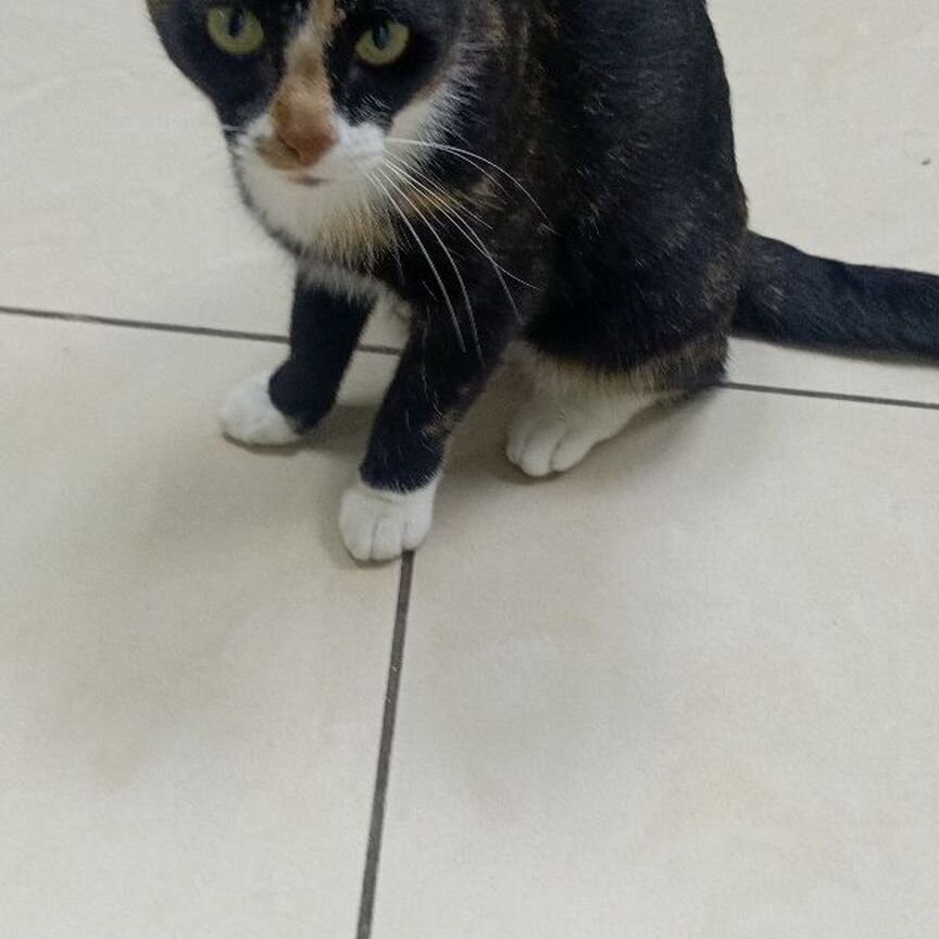 Отдам в добрые руки