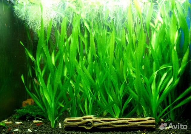 Растения для аквариума