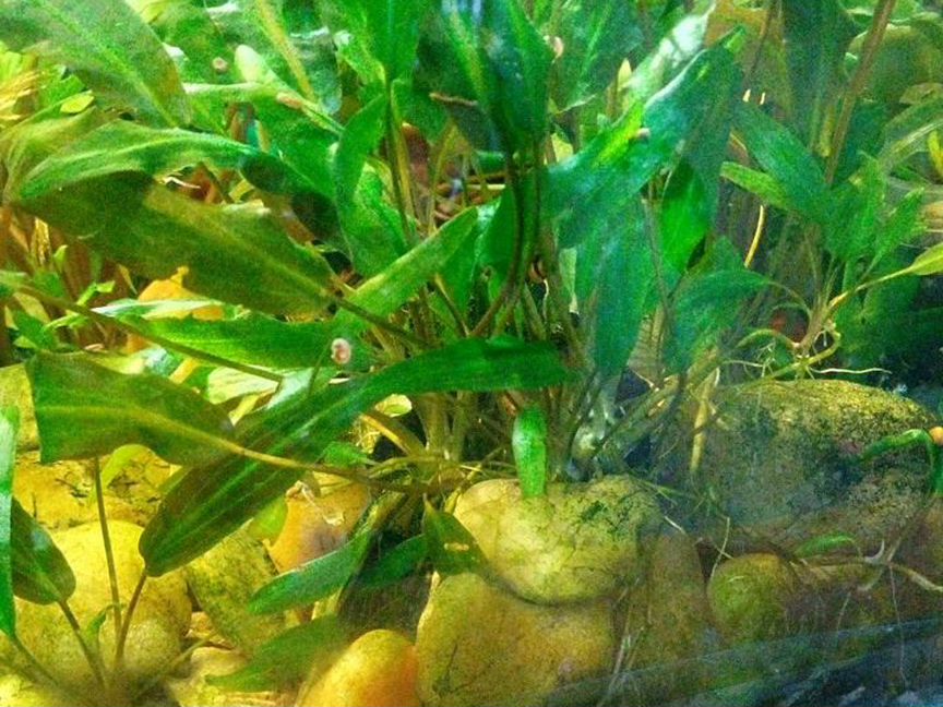 Аквариумные растения