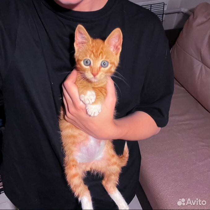 Рыжий котенок Тёма, мальчик, 2 мес, здоров