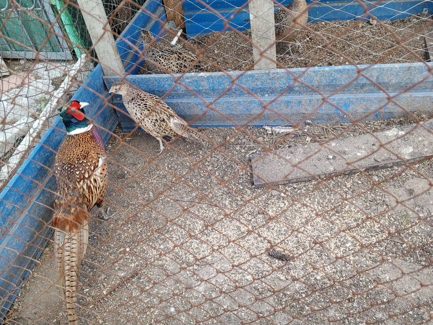 Фазан охотничий