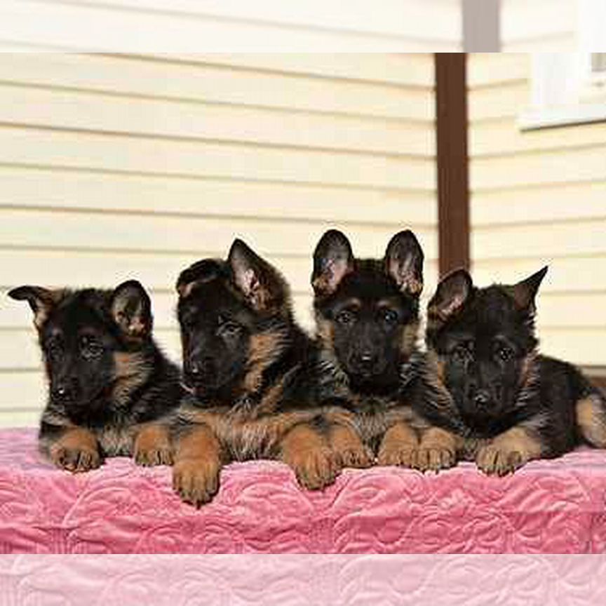 Немцы отличные щенки