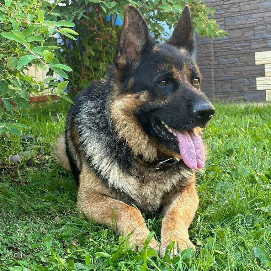 Немецкая овчарка, вязка