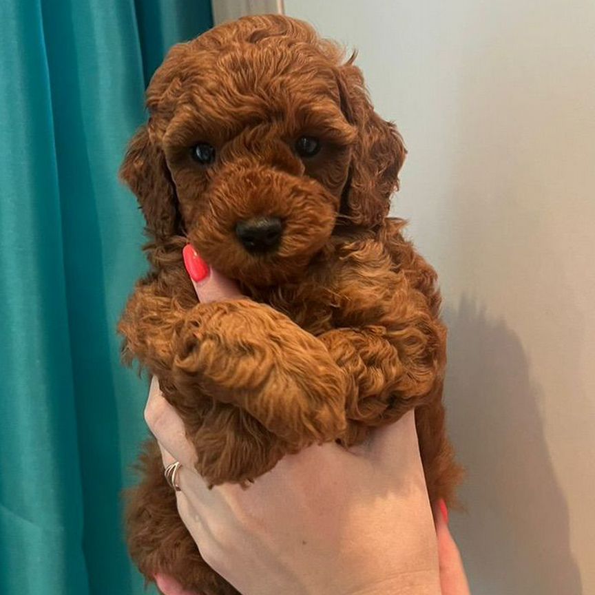 Той-пудель мальчики редбраун