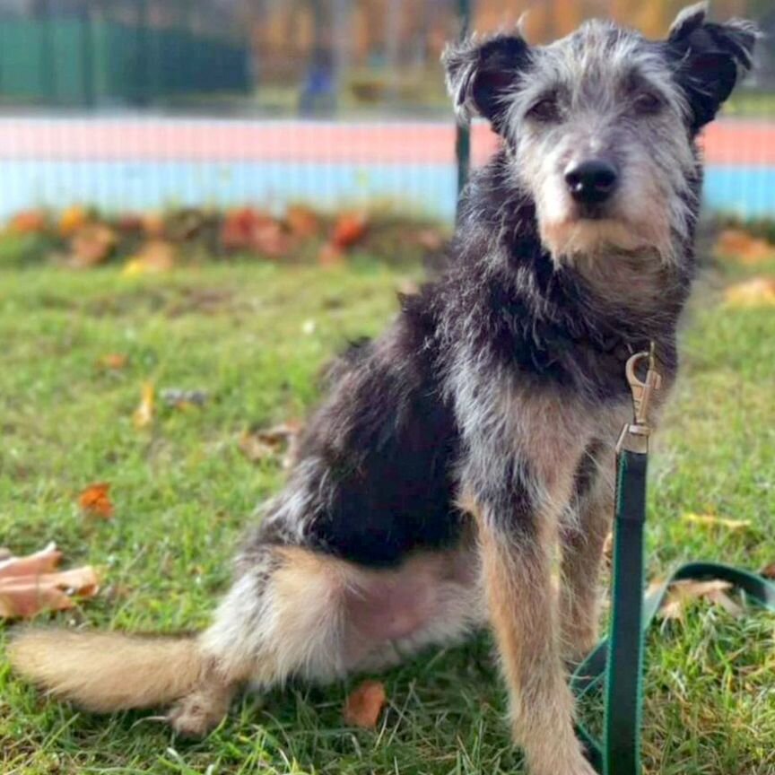 Отдам собаку