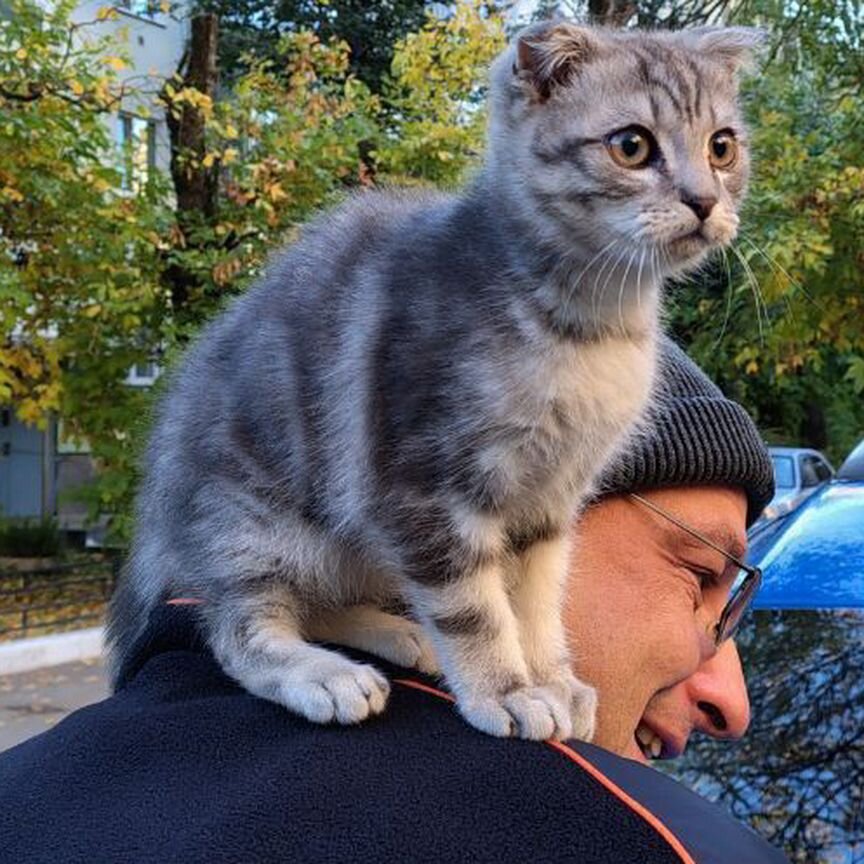 Котёнок в добрые руки