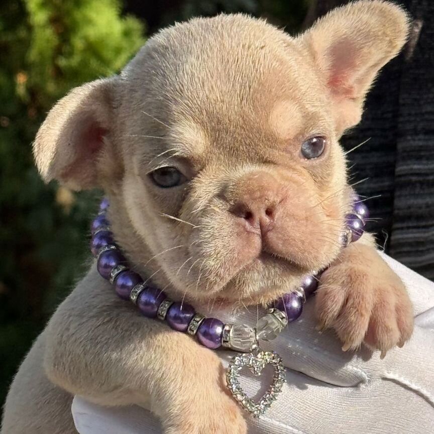 Изабелла нью шейд малыш под бронь