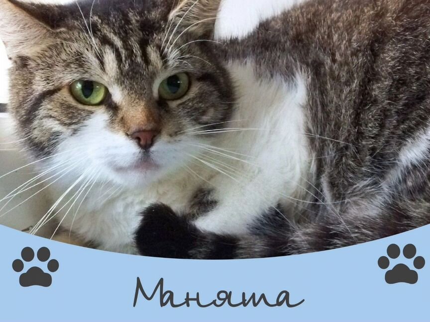 Кошка Маняша