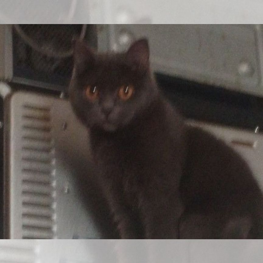 Шотландская вислоухая длинношёрстная, взрослая кошка