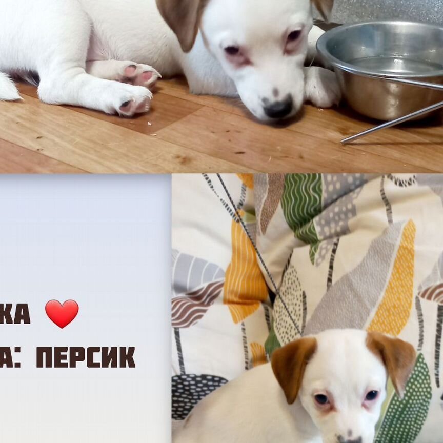 Джек-рассел-терьер, щенок
