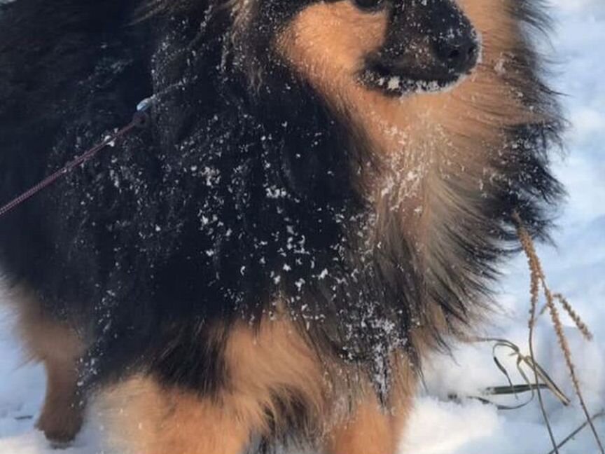 Отдам в добрые руки шпиц