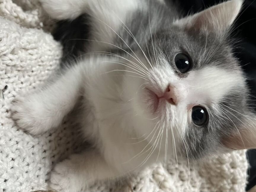 Котята