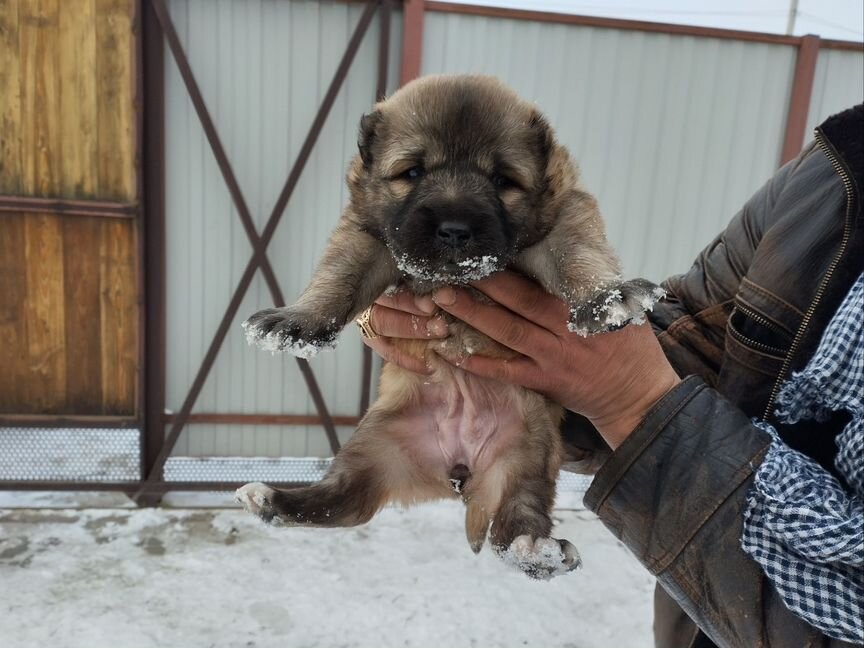 Кавказская овчарка