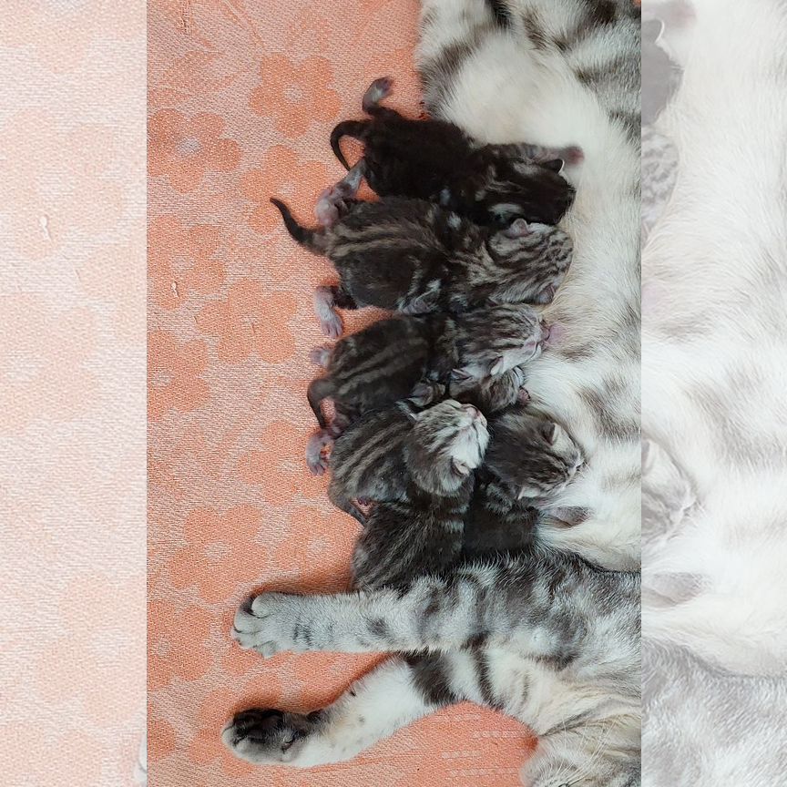 Вислоухите котята резерв