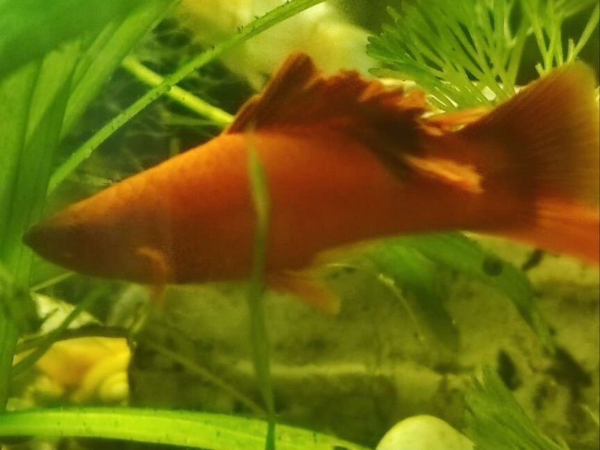 Аквариумное растение