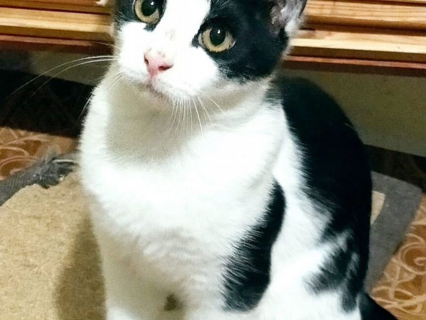 Котенок Ластик 4,5 месяца