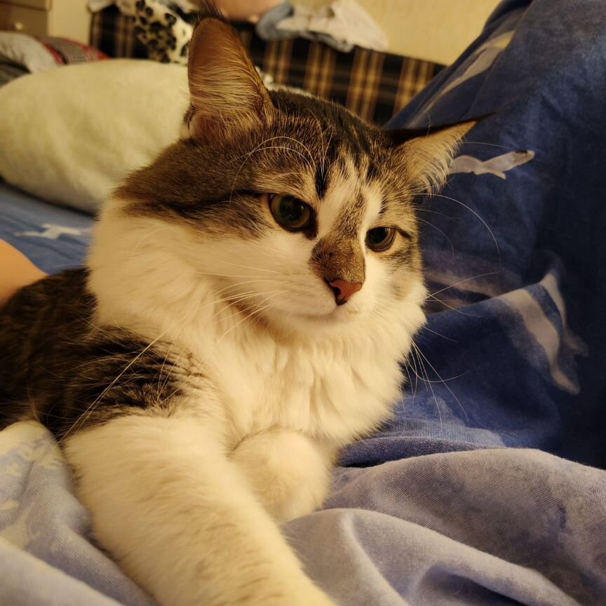 Котик на расстоянии