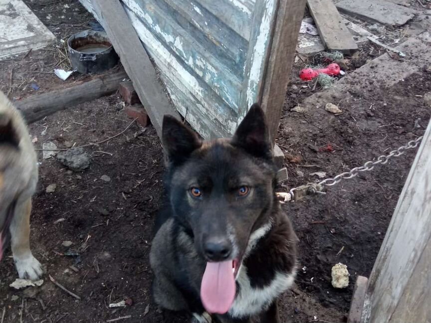 Собака в добрые руки щенок