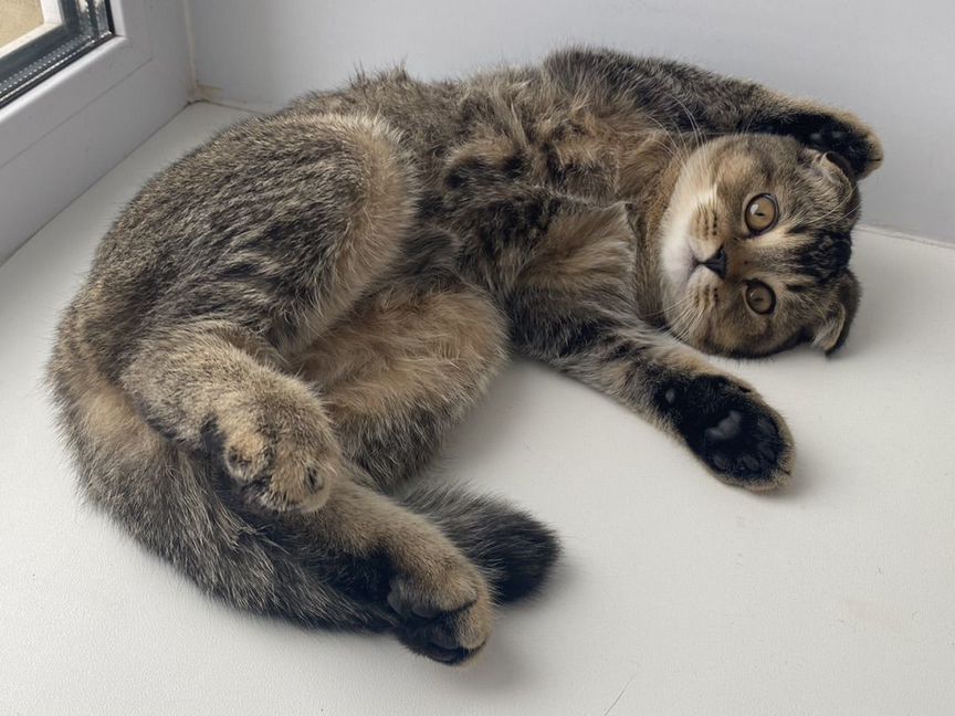 Шотланская кошка
