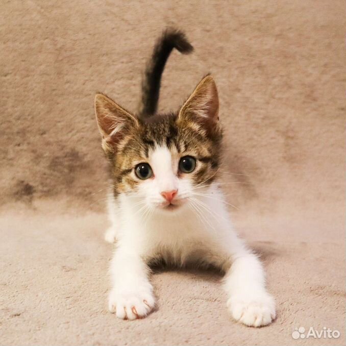 Котёнок Федька
