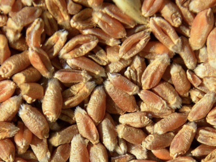 Зерно пшеница