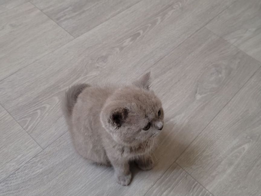 Шотландская прямоухая кошка
