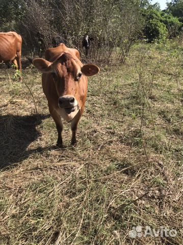 Джерсейская корова