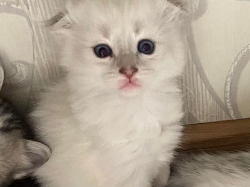 Вислоухий котик