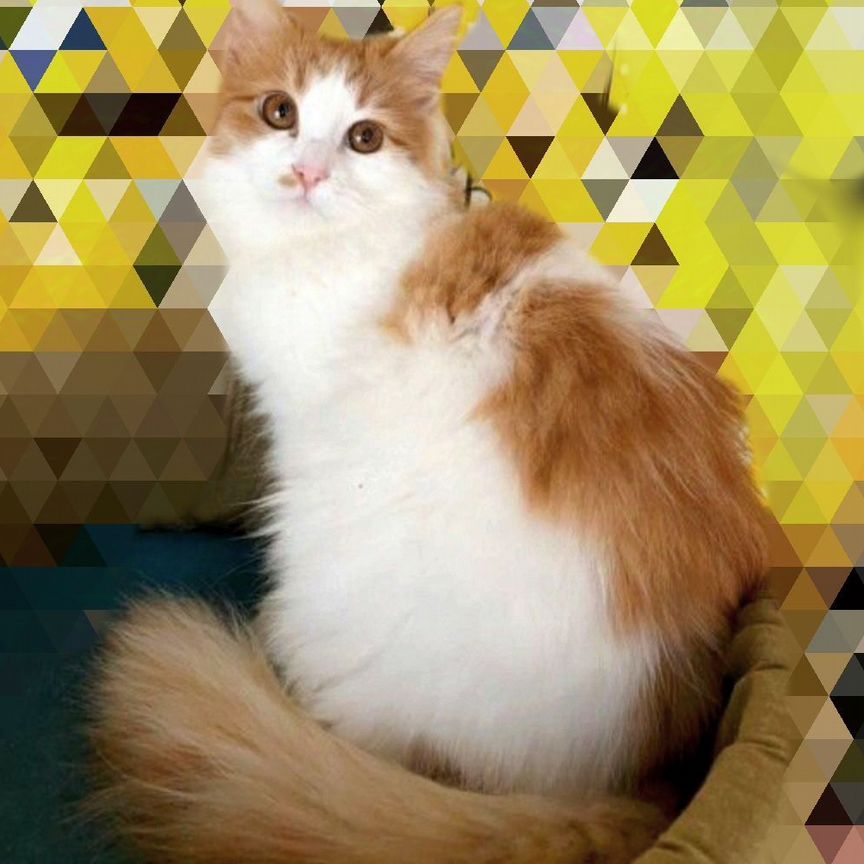 Очень пушистая кошечка в добрые руки