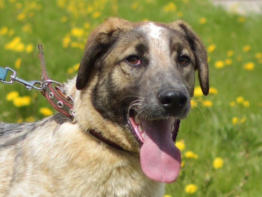 Молоденький пёсик в поисках семьи