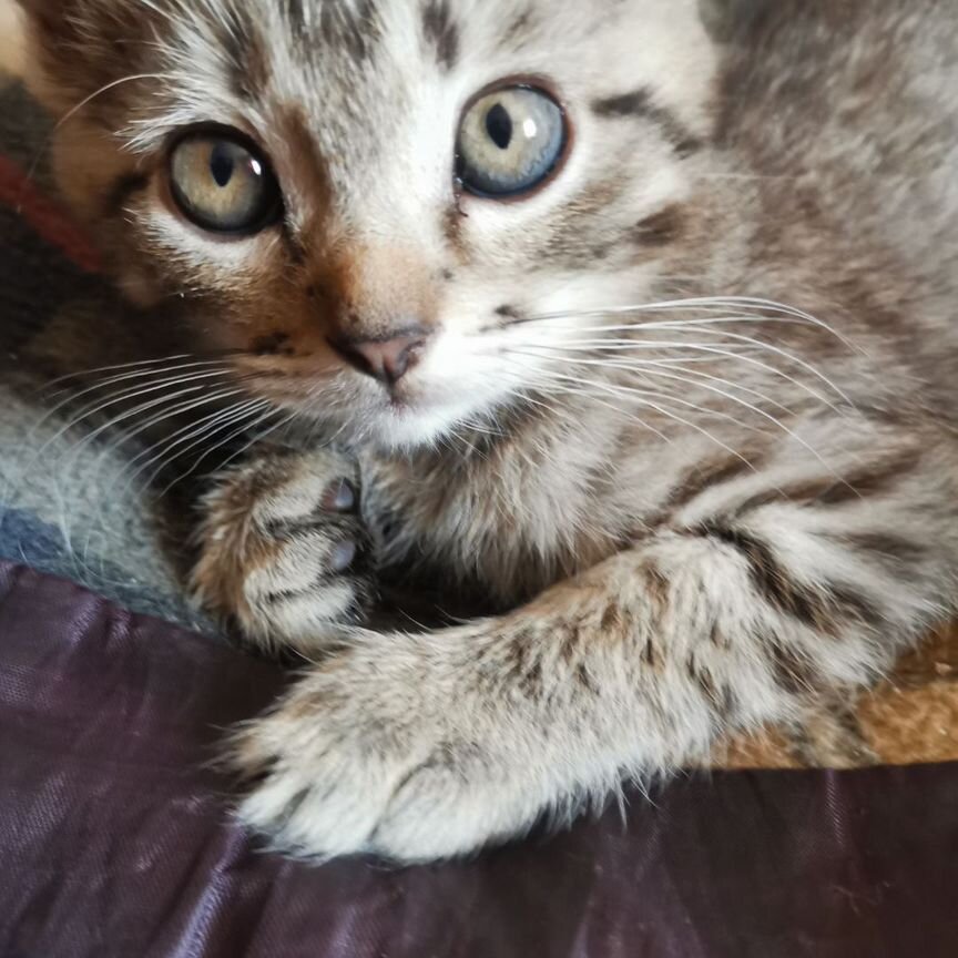 Отдам котенка