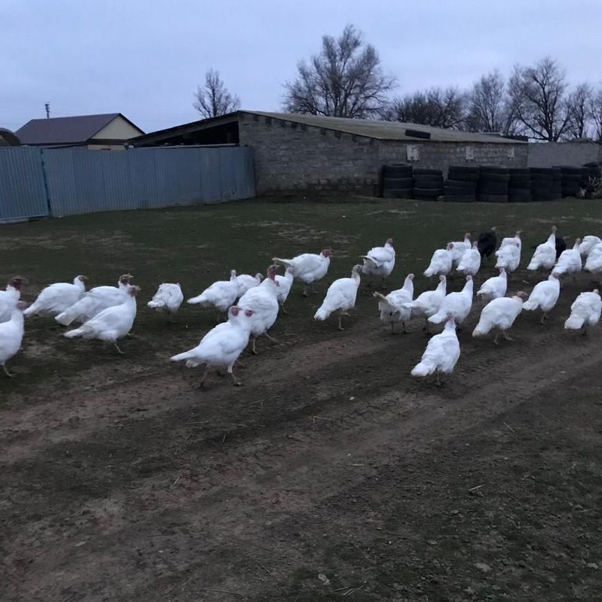 Индюки домашние