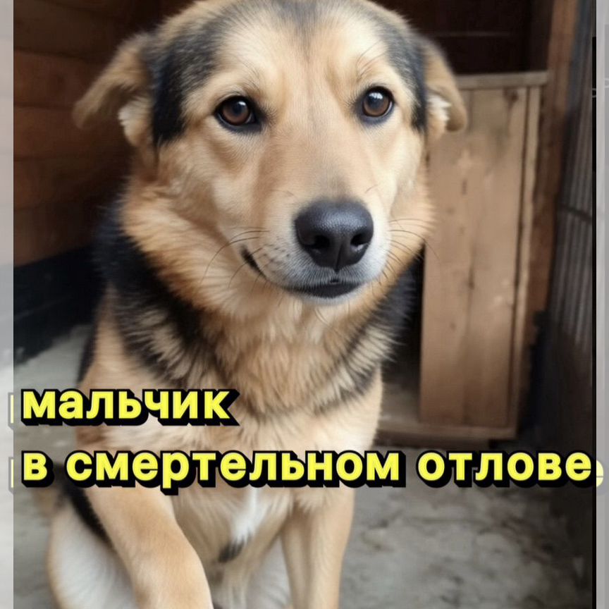 Взрослый пёс в добрые руки