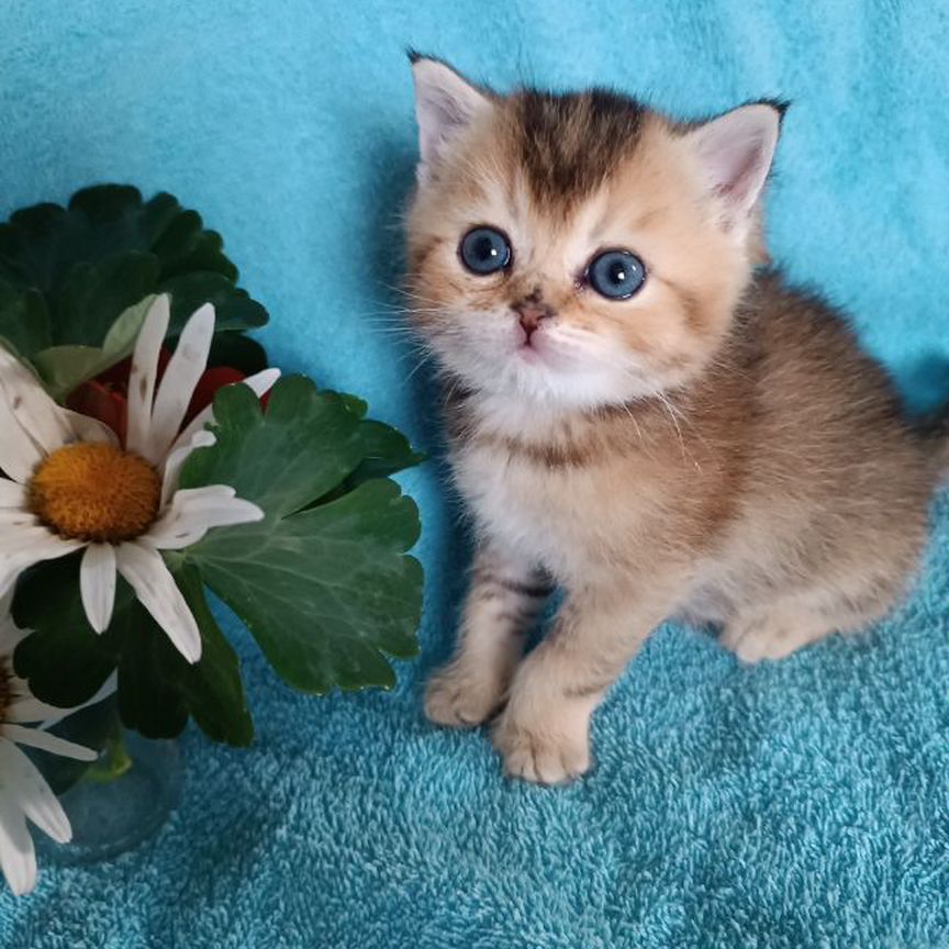 Котята